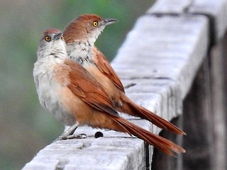 Greater Thornbird - eBird
