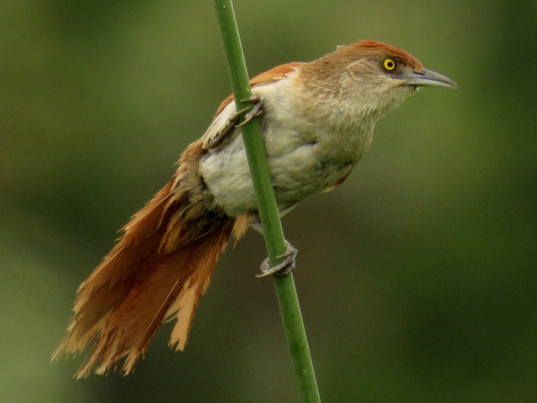 Greater Thornbird - Phacellodomus ruber - Birds of the World