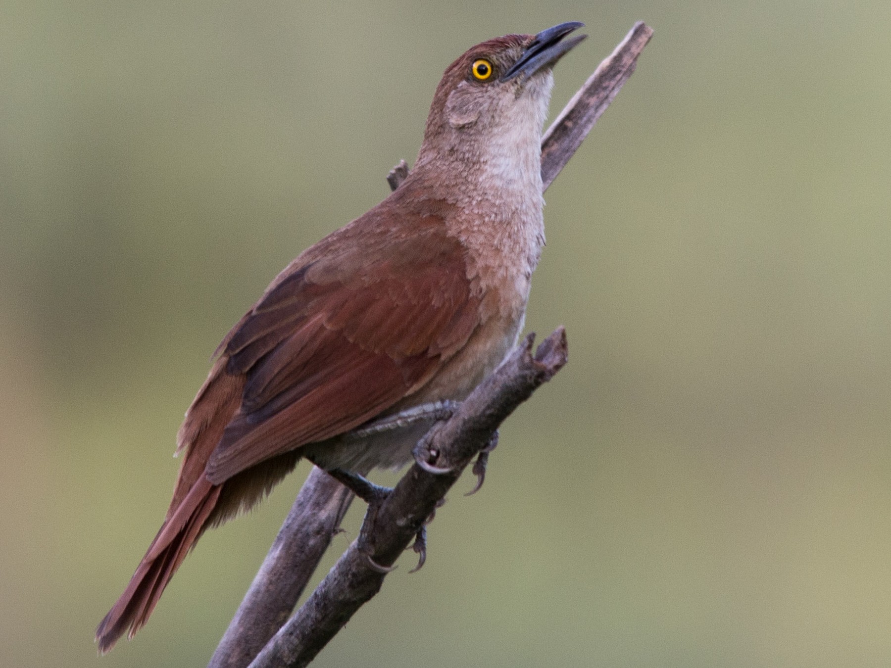 Greater Thornbird - eBird
