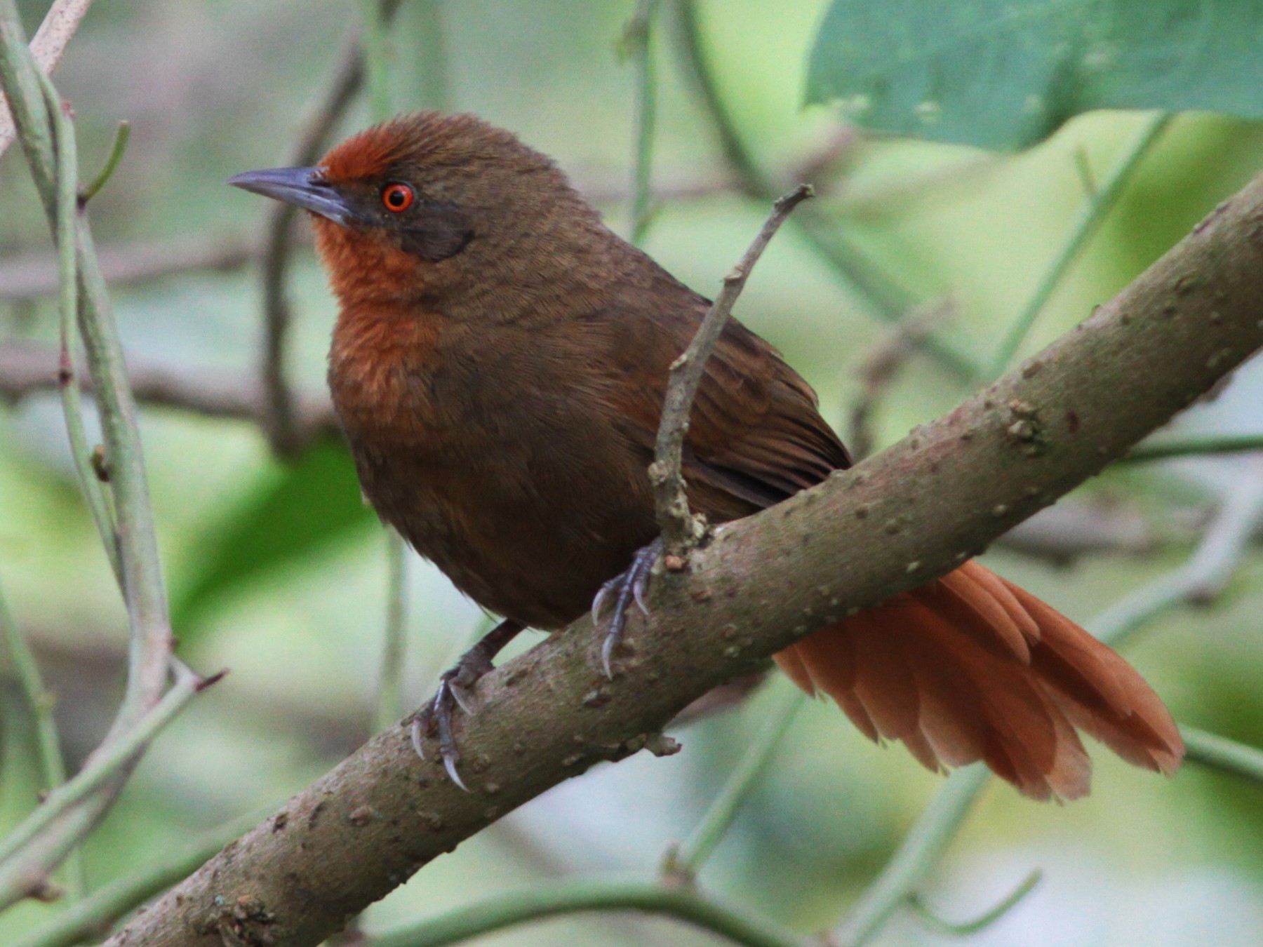 Orange-eyed Thornbird - eBird