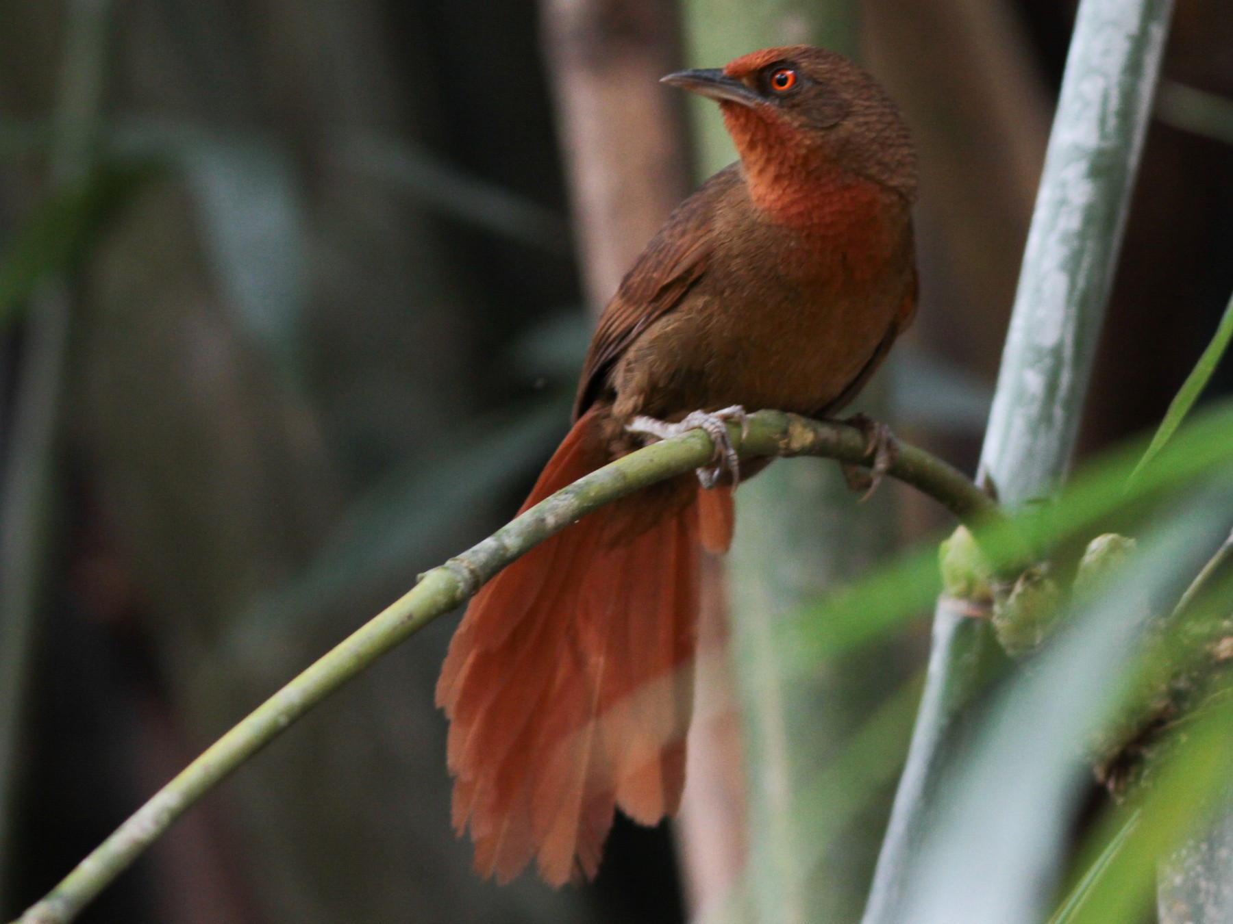 Orange-eyed Thornbird - eBird