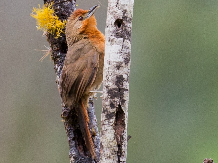 Orange-breasted Thornbird - eBird