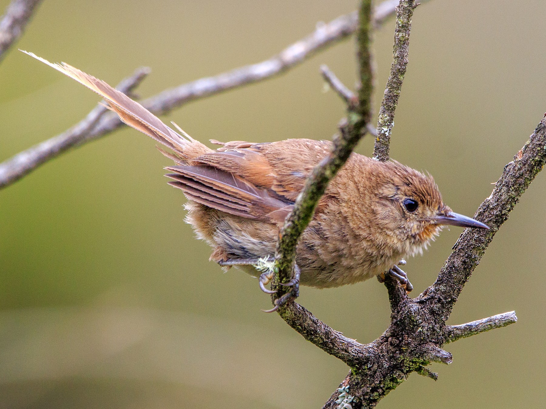 Itatiaia Spinetail - eBird