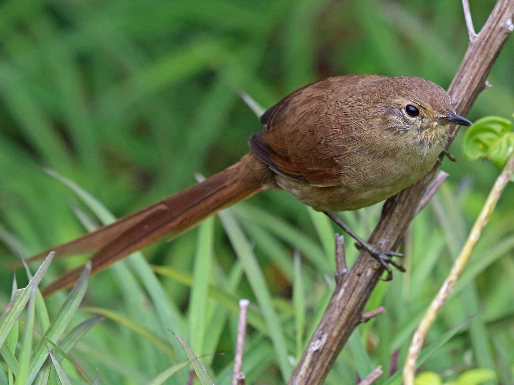 Itatiaia Spinetail - eBird