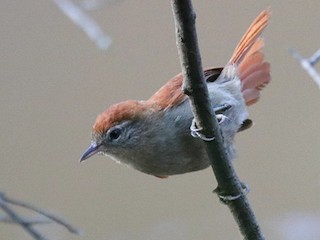 Rusty-backed Spinetail - eBird