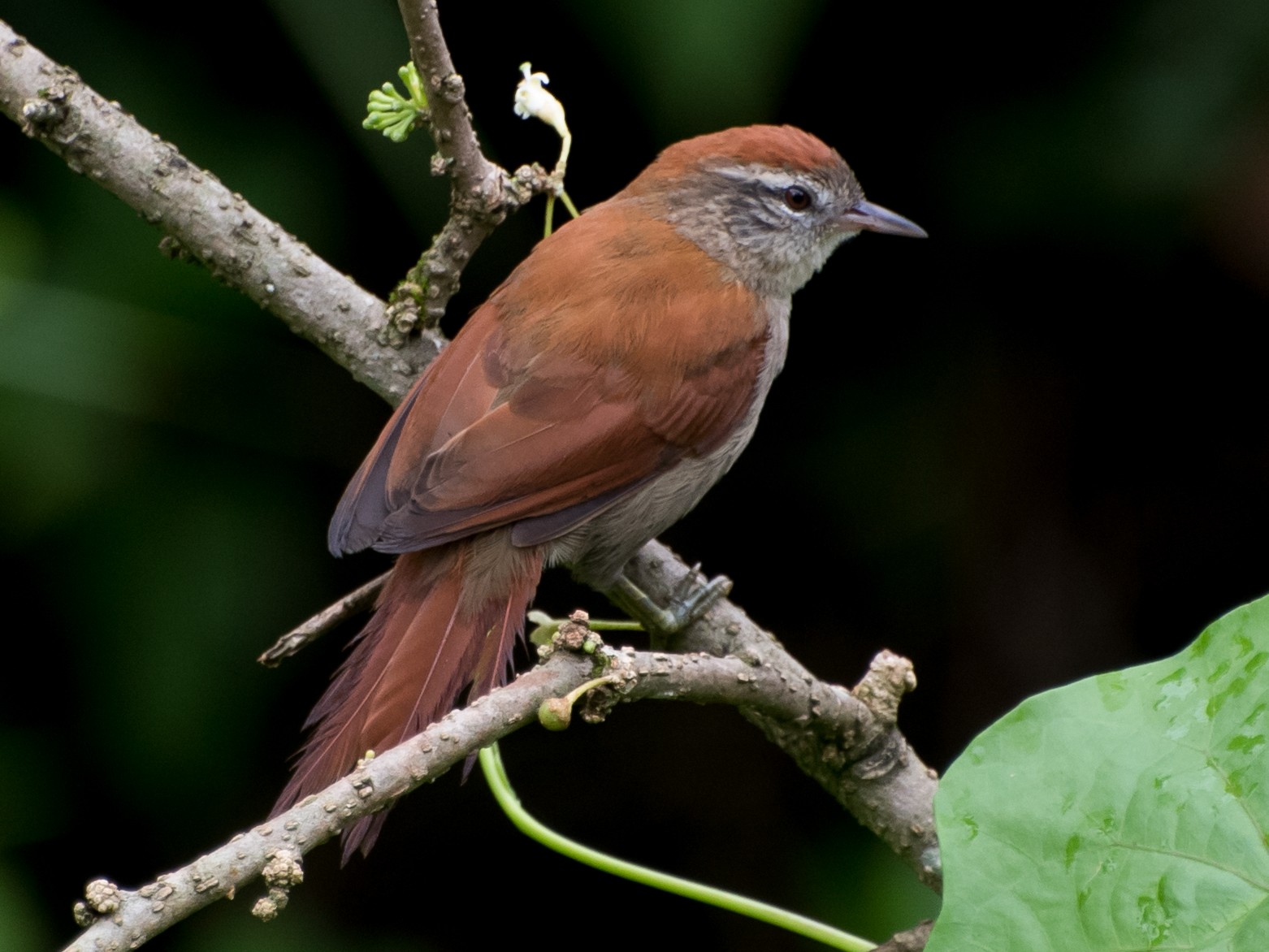 Rusty-backed Spinetail - eBird