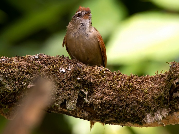 Pallid Spinetail - eBird