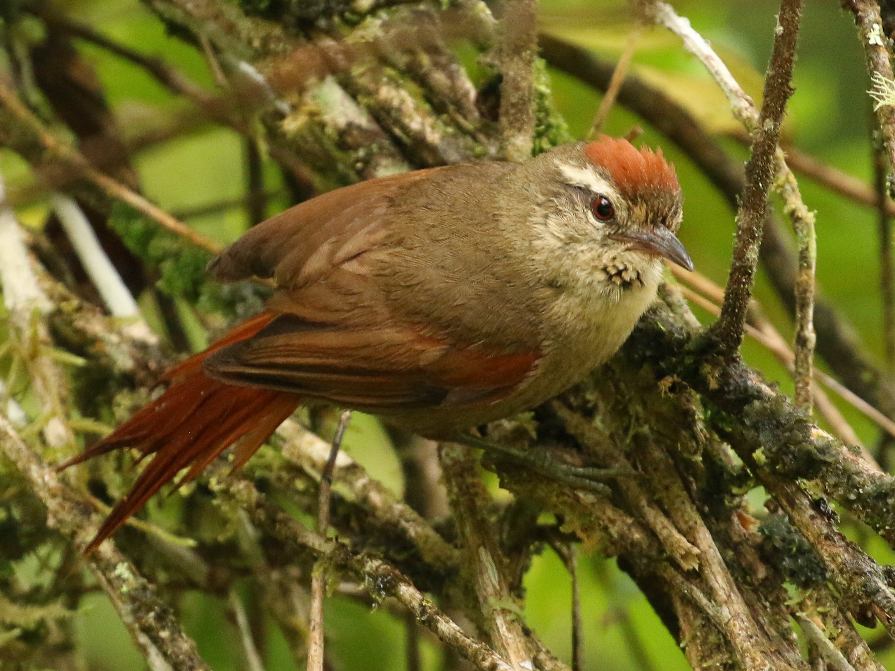 Pallid Spinetail - eBird