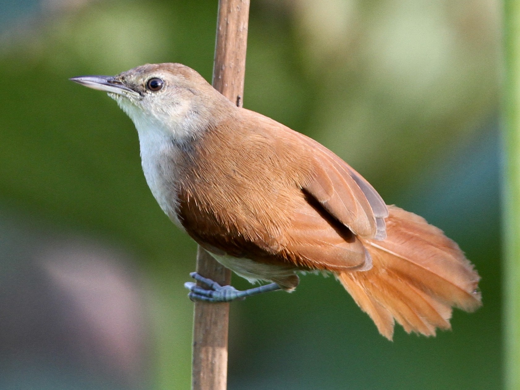 Yellow-chinned Spinetail - eBird