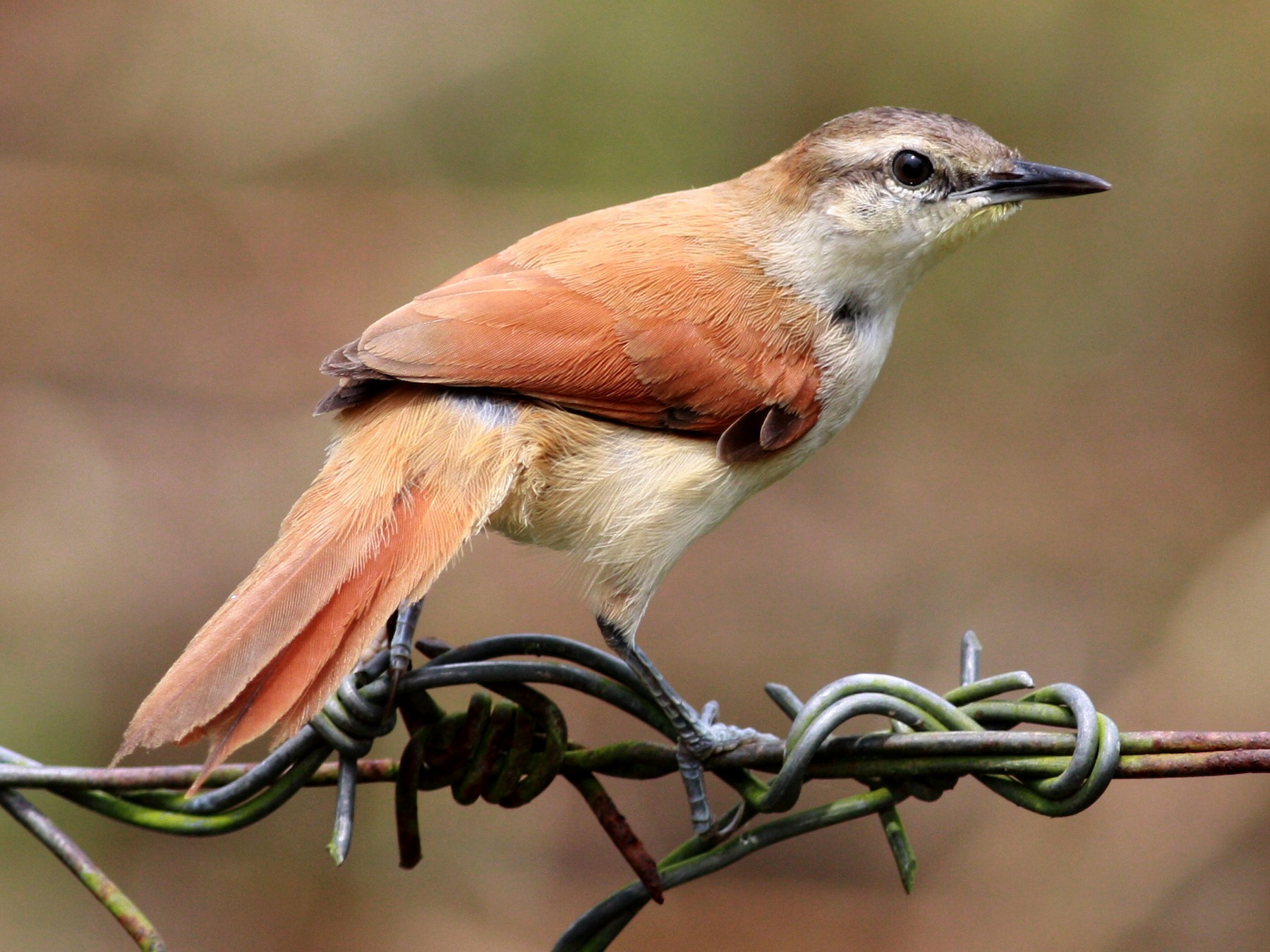 Yellow-chinned Spinetail - eBird
