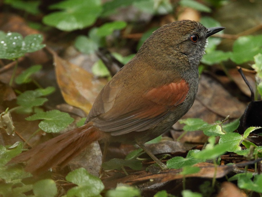 Pijuí Ceniciento - eBird