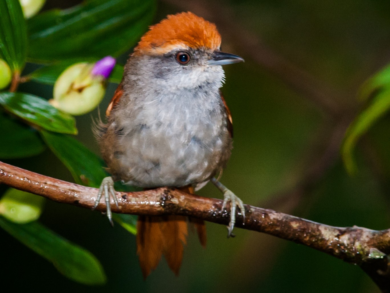 Rufous-capped Spinetail - eBird