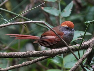 Rufous-capped Spinetail - eBird