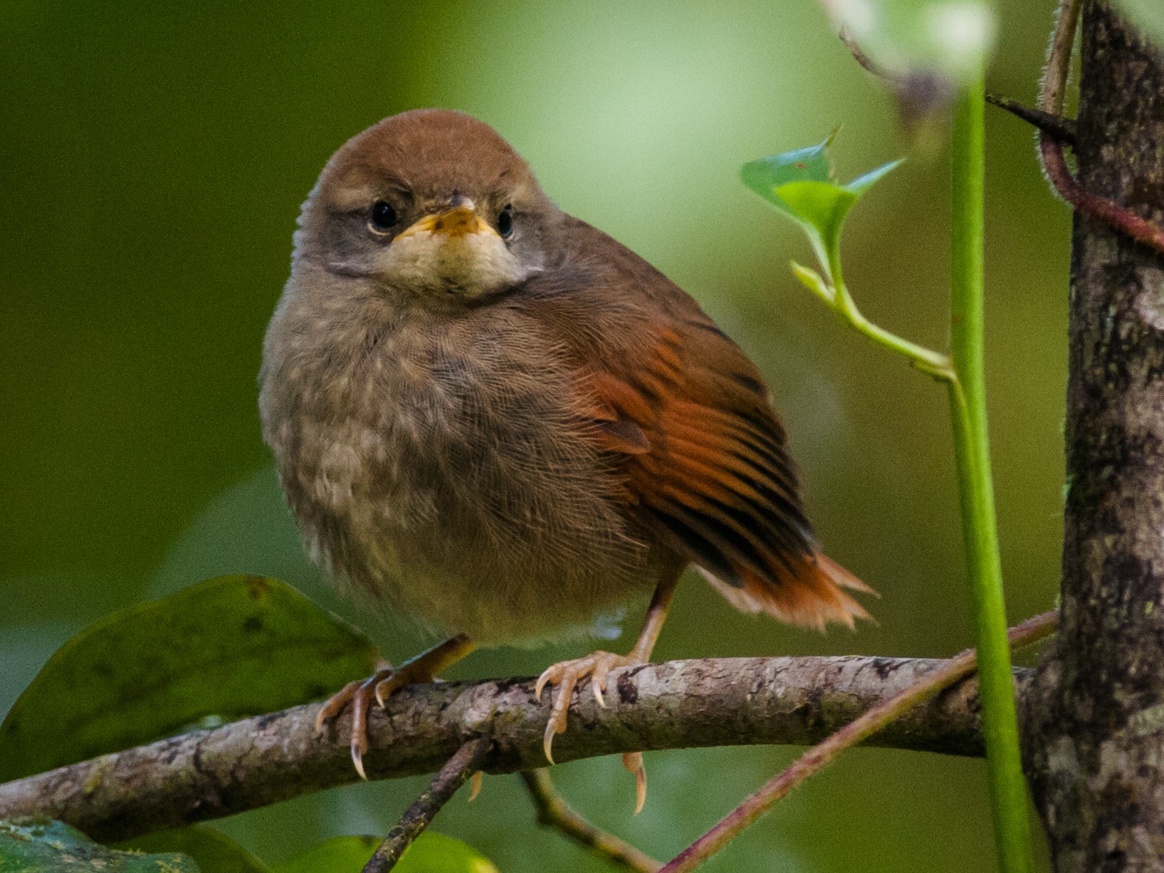 Rufous-capped Spinetail - eBird