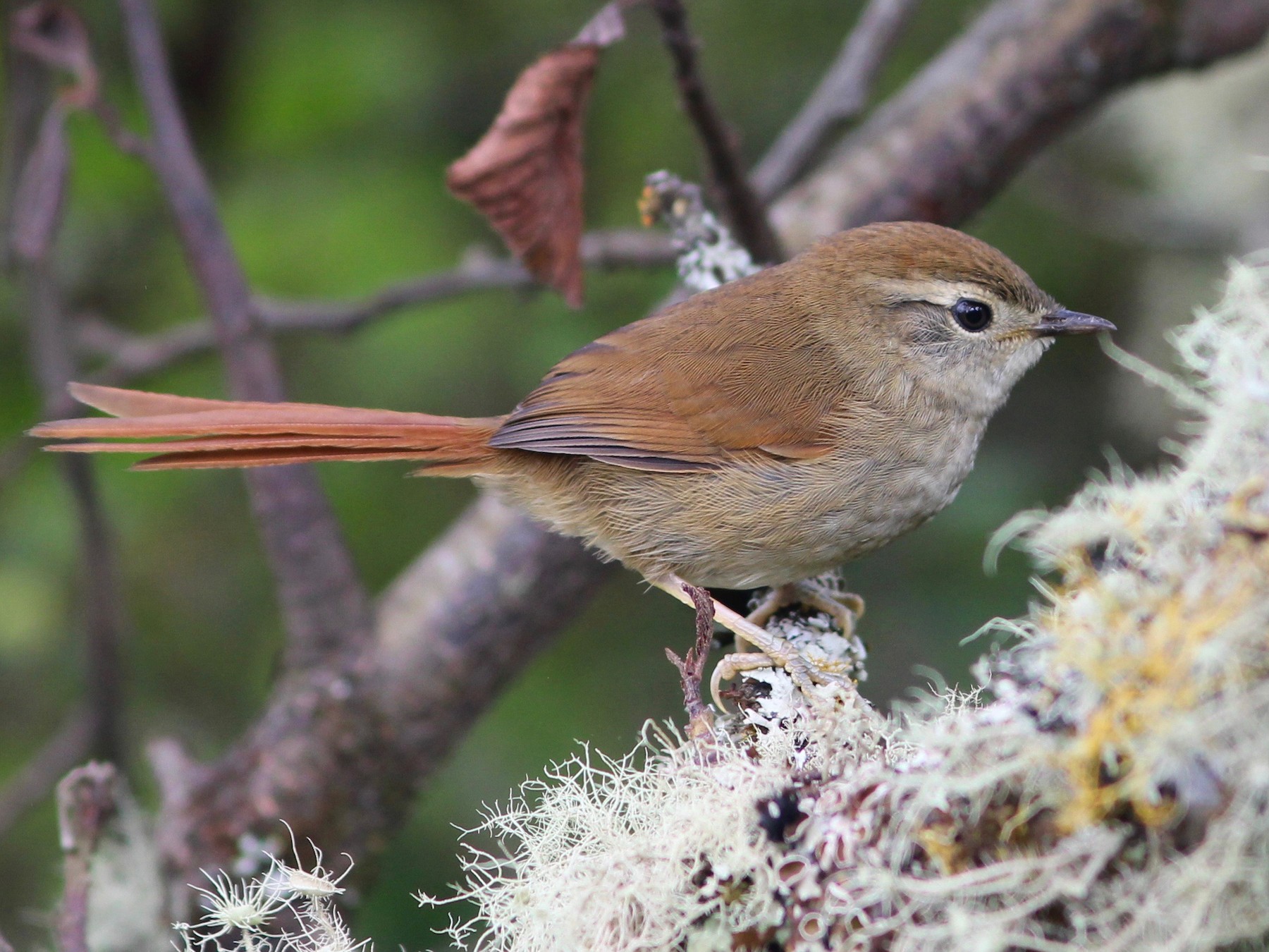 Sooty-fronted Spinetail - eBird