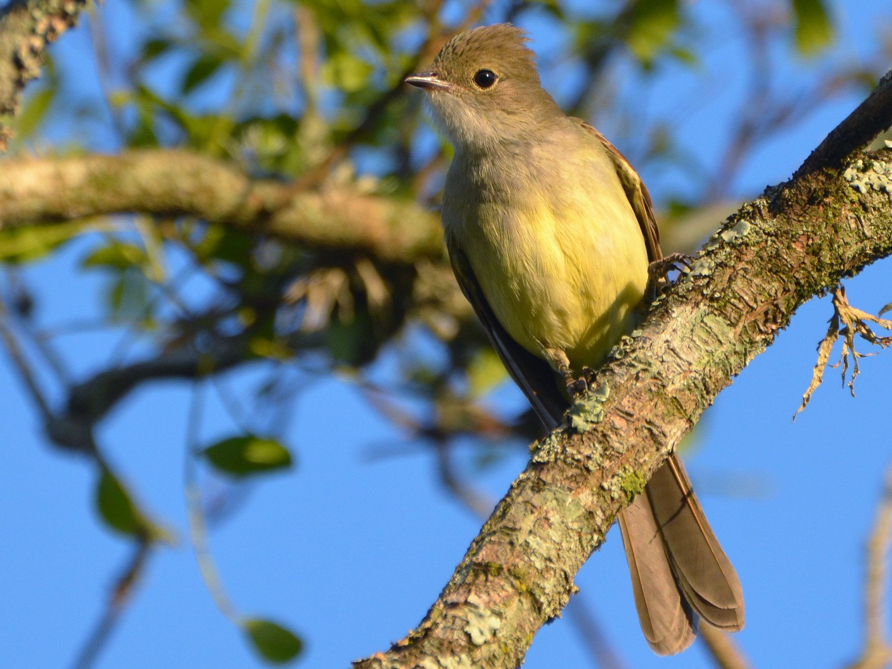 Fiofío Grande - eBird