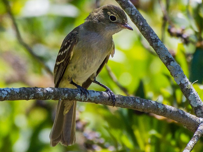 Fiofío Oliváceo - eBird