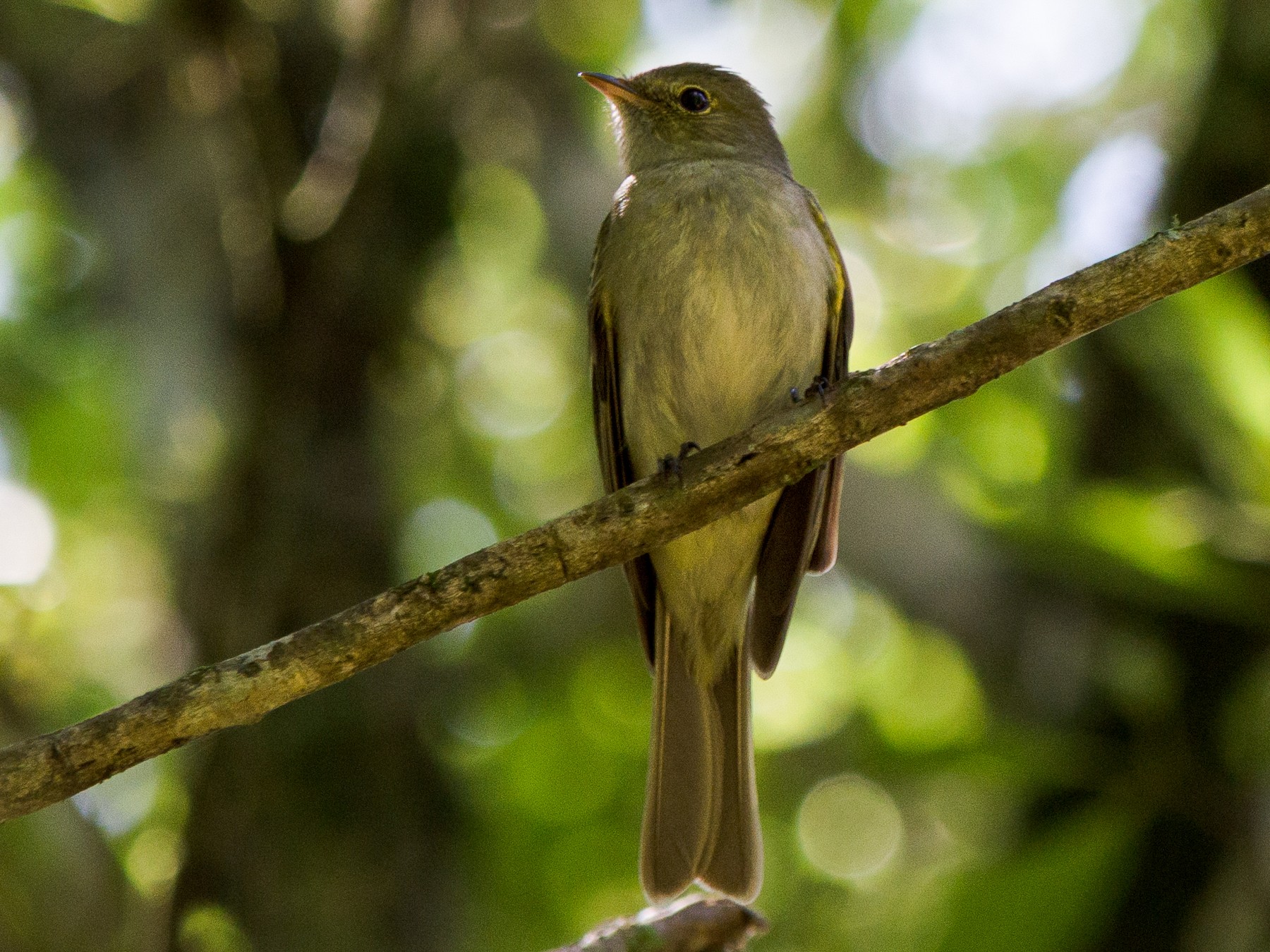 Fiofío Oliváceo - eBird