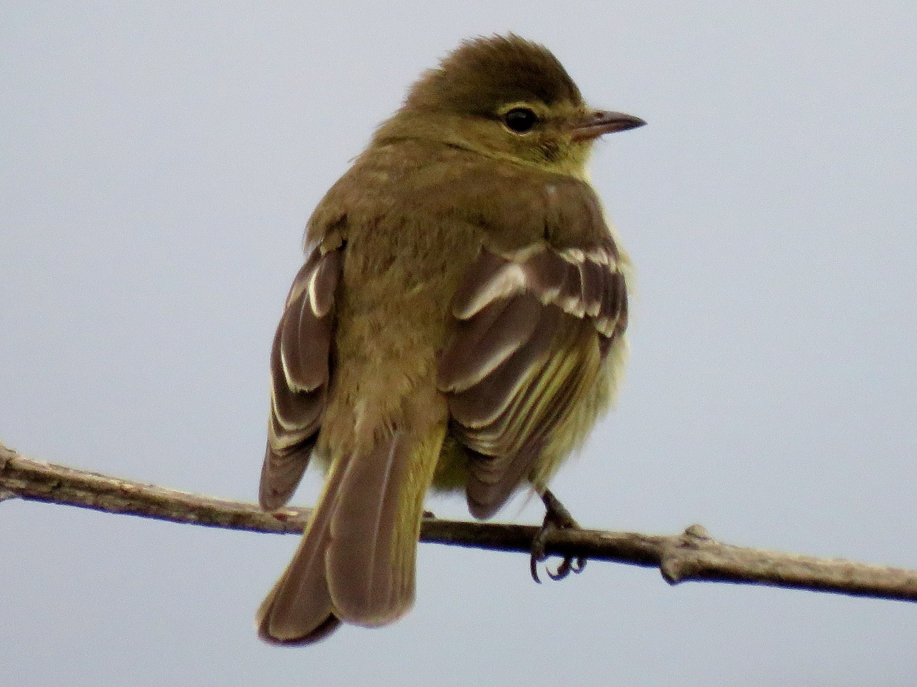 Fiofío Oscuro - eBird