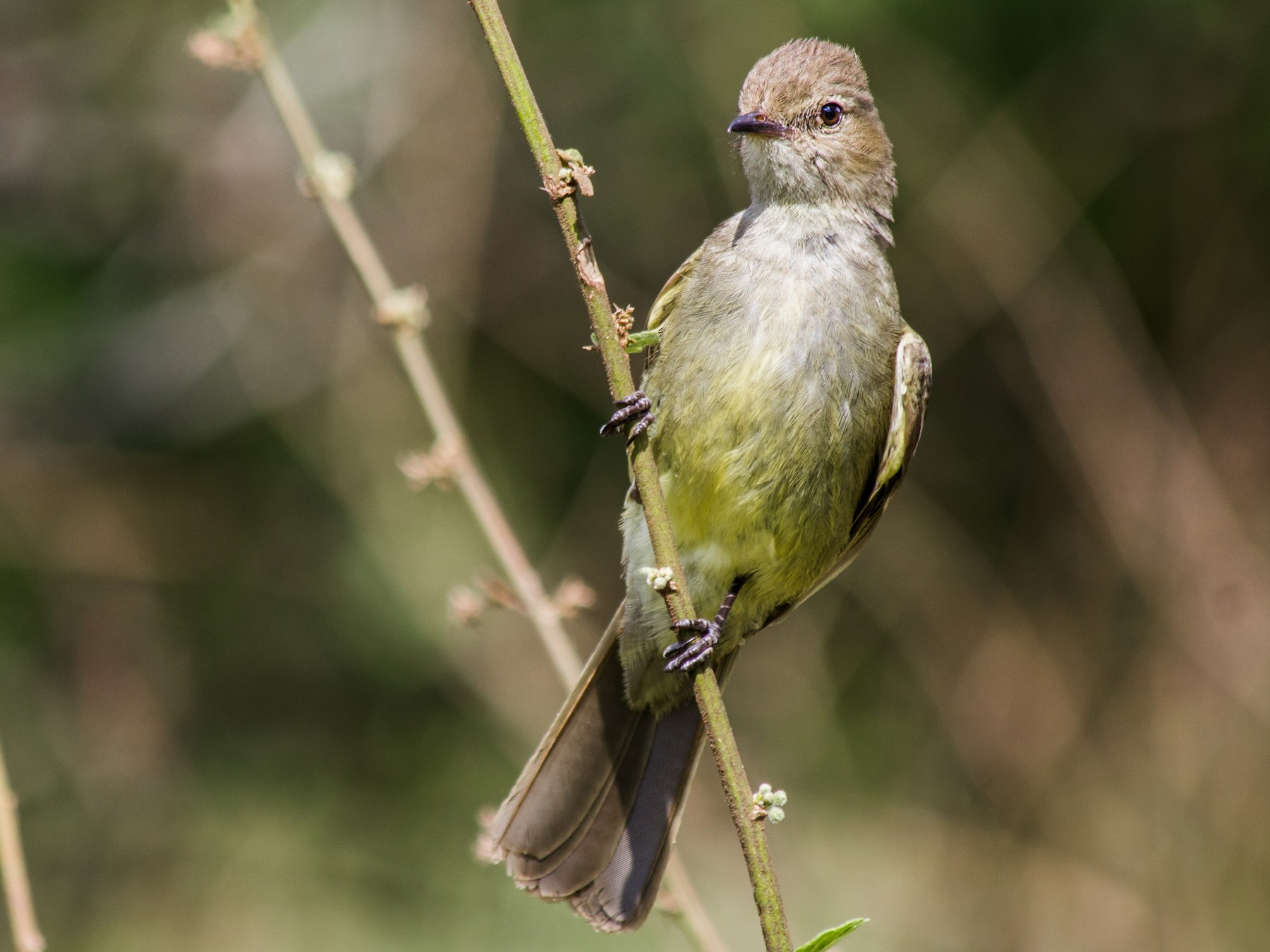 Small-headed Elaenia - eBird
