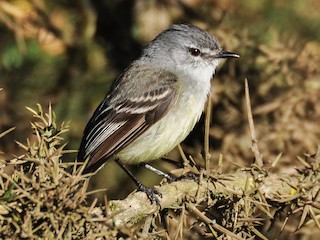 Tiquitiqui Común - eBird