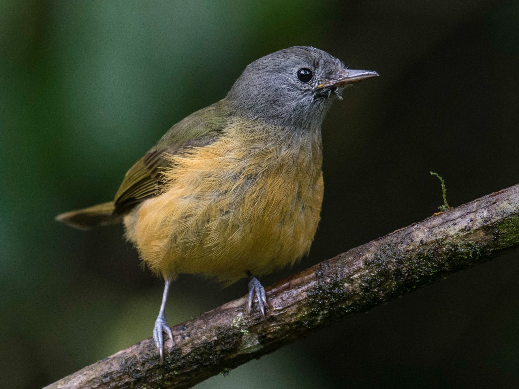 Mosquero Ladrillito - eBird