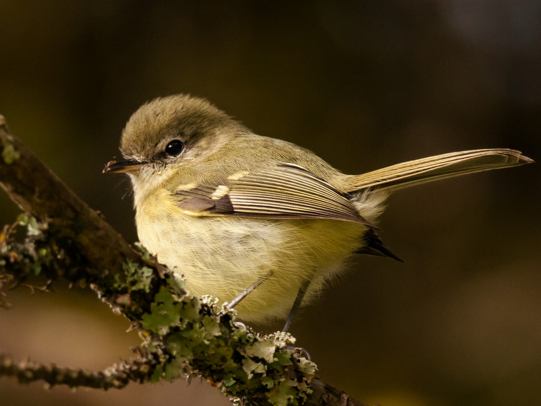 Mottle-cheeked Tyrannulet - eBird