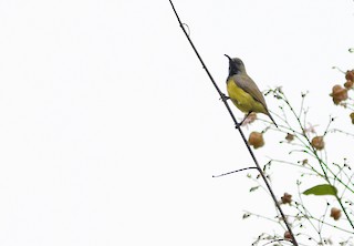 Apricot-breasted Sunbird - Cinnyris buettikoferi - Birds of the World