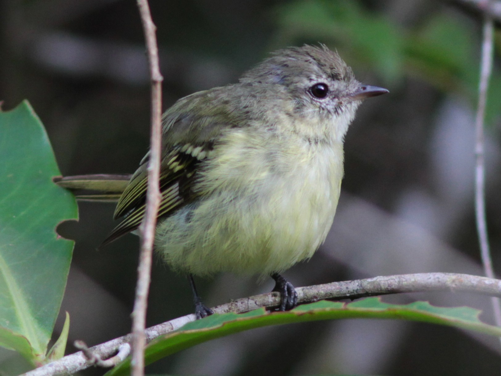 Tyranneau verdin - eBird