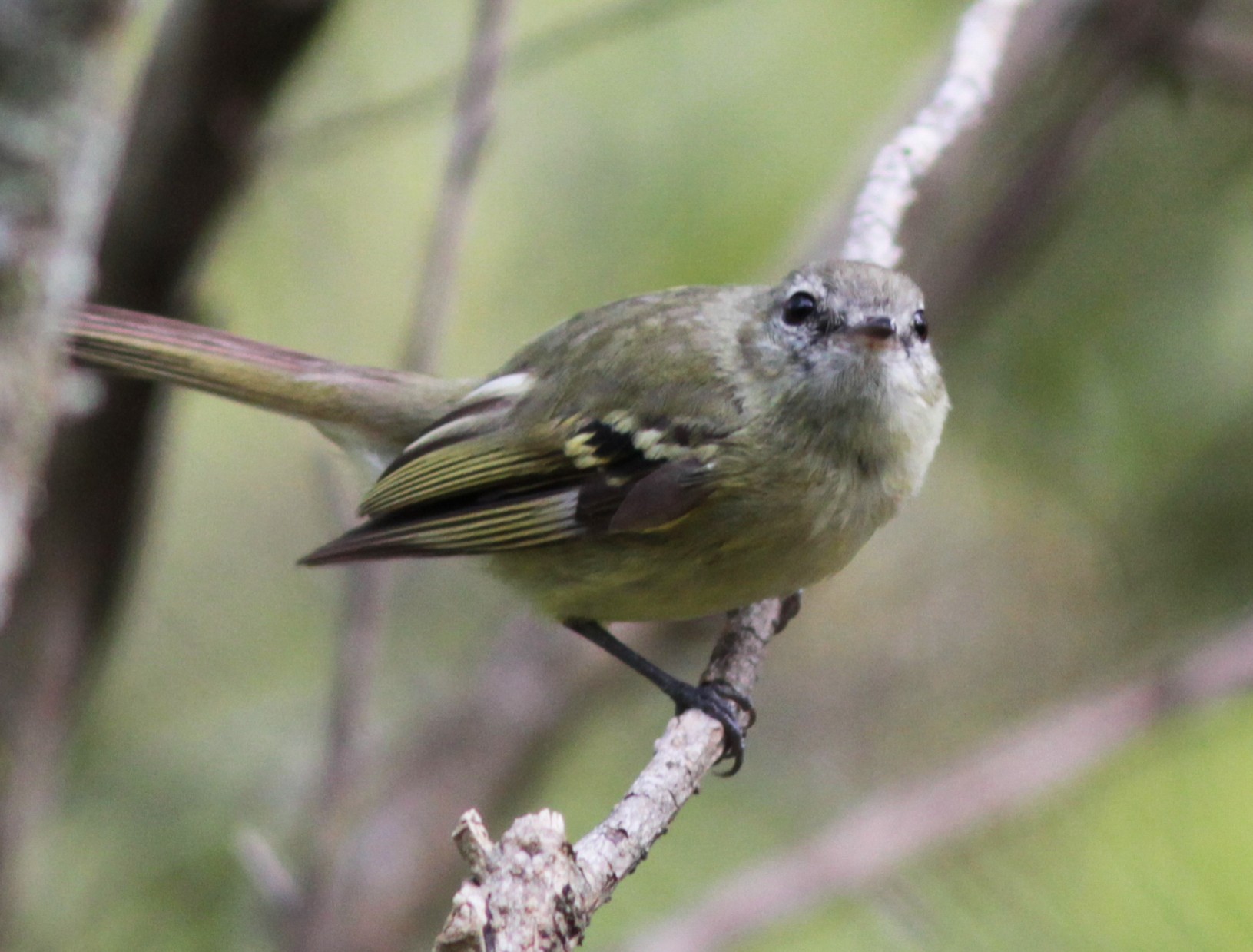 Tyranneau verdin - eBird