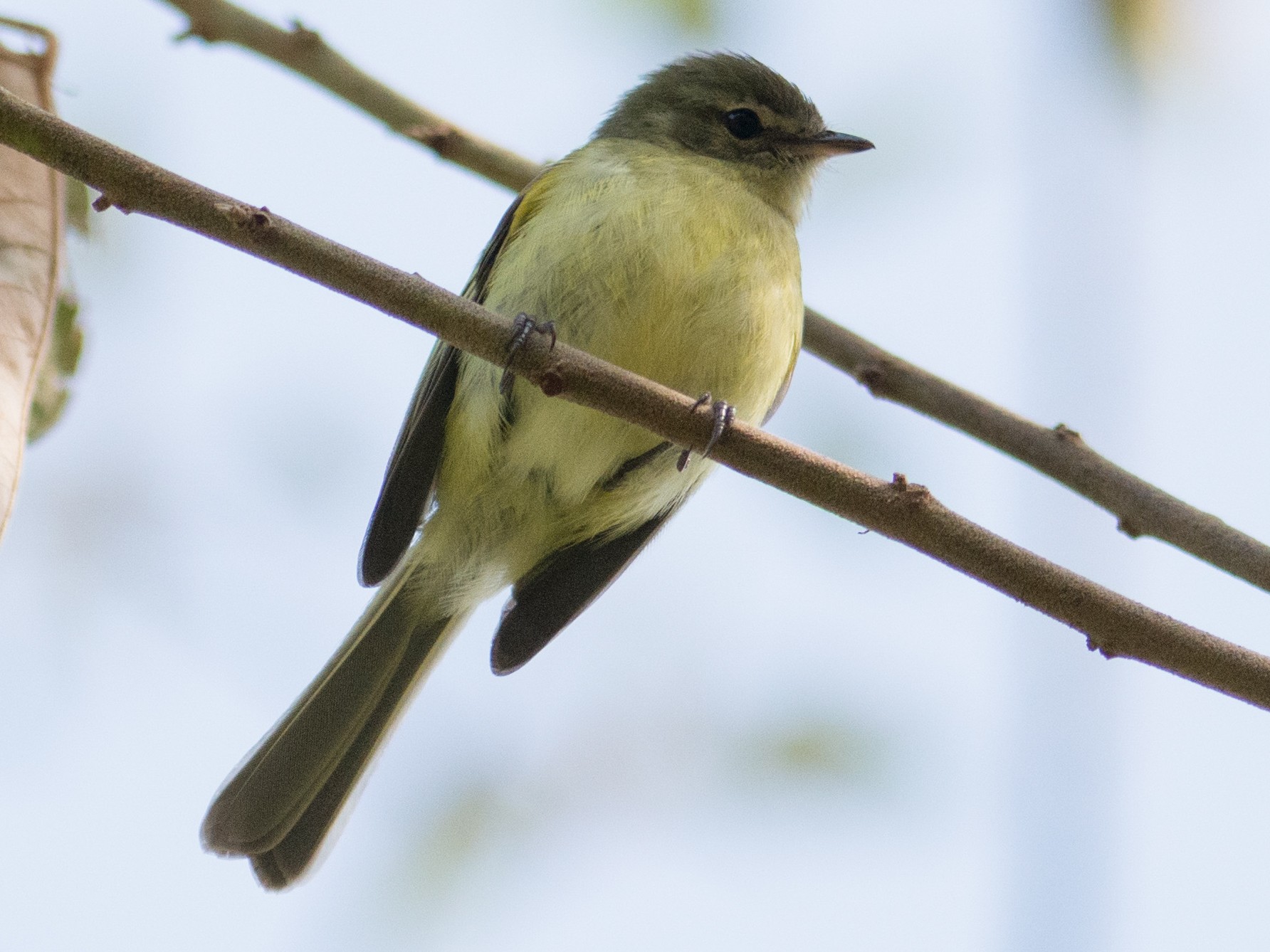 Tyranneau verdin - eBird
