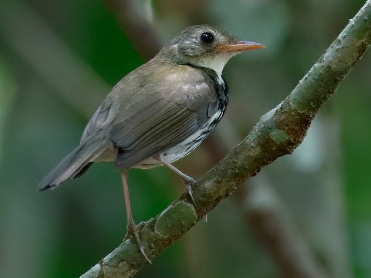 Mosquitero - eBird