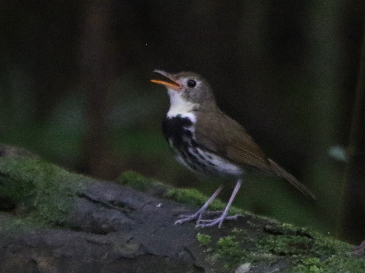 Mosquitero - eBird