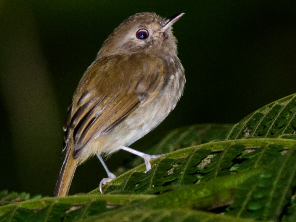 Brown-breasted Pygmy-Tyrant - eBird