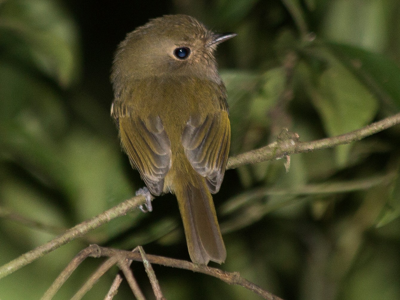 Brown-breasted Pygmy-Tyrant - eBird