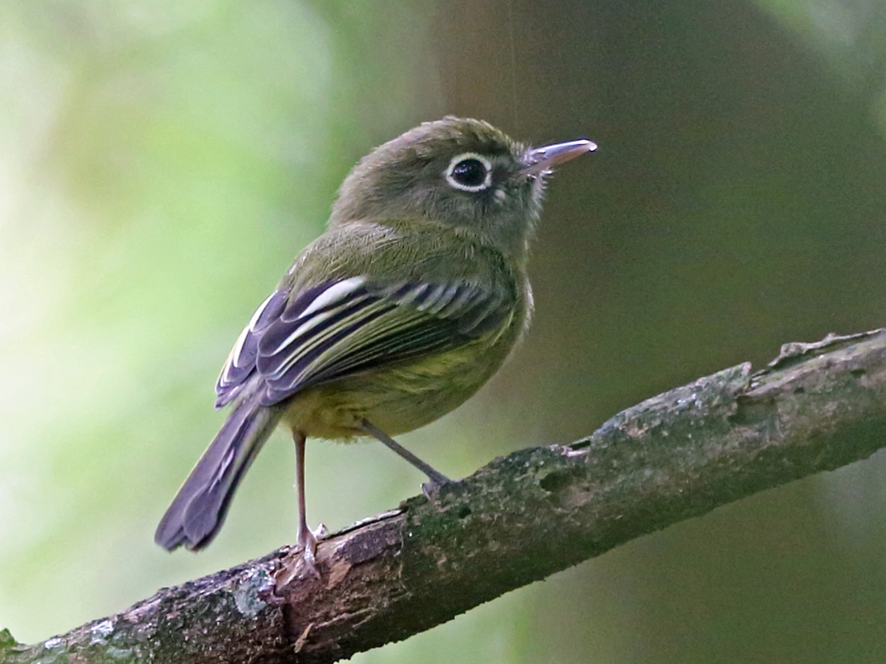 Eye-ringed Tody-Tyrant - eBird