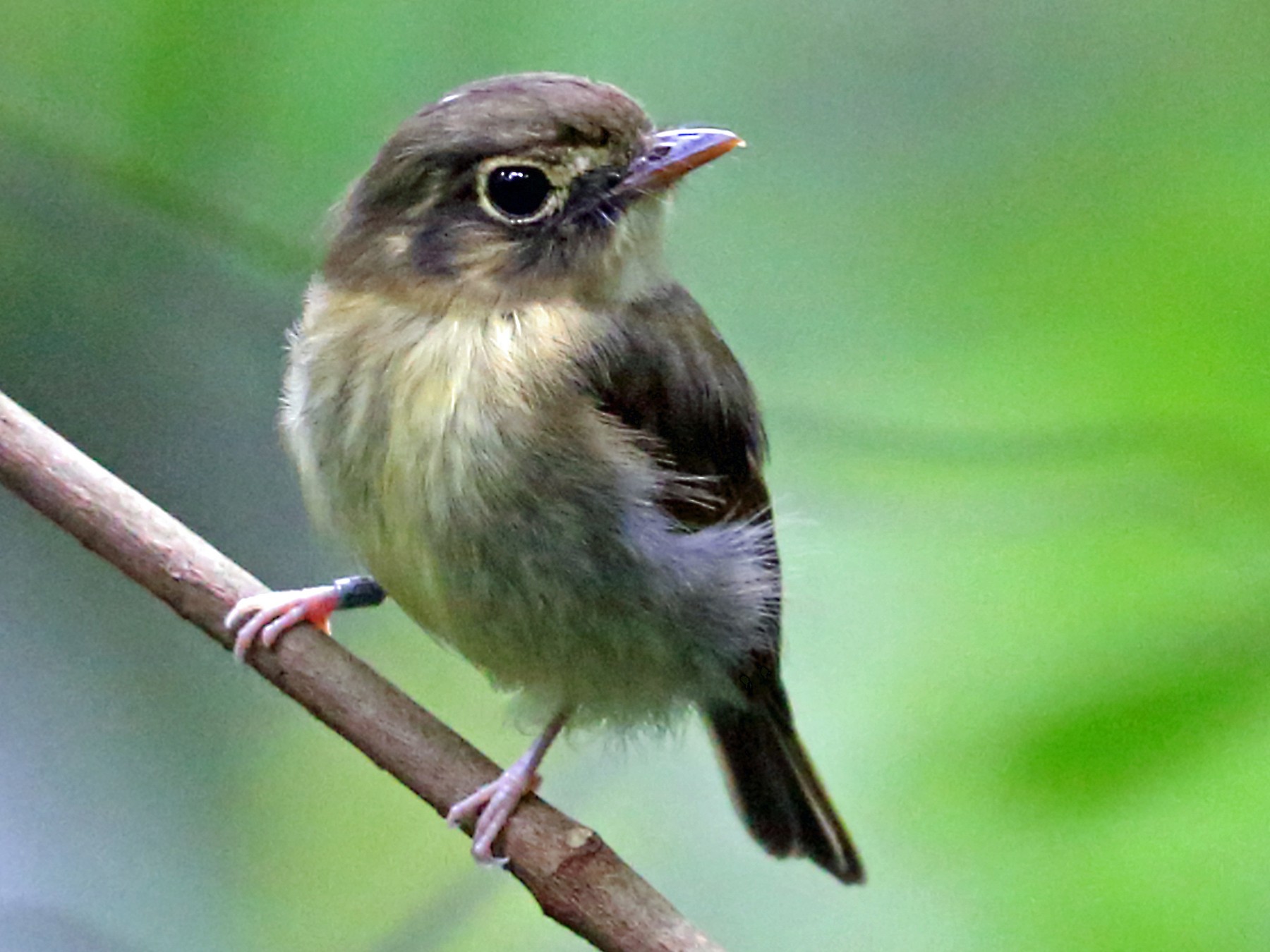 Picochato Chico - eBird