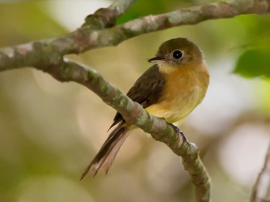 Whiskered Flycatcher - eBird