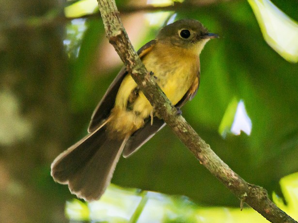 Whiskered Flycatcher - eBird