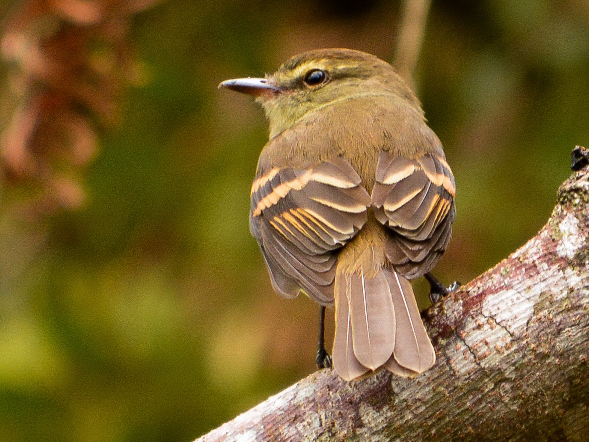 Fuscous Flycatcher - eBird