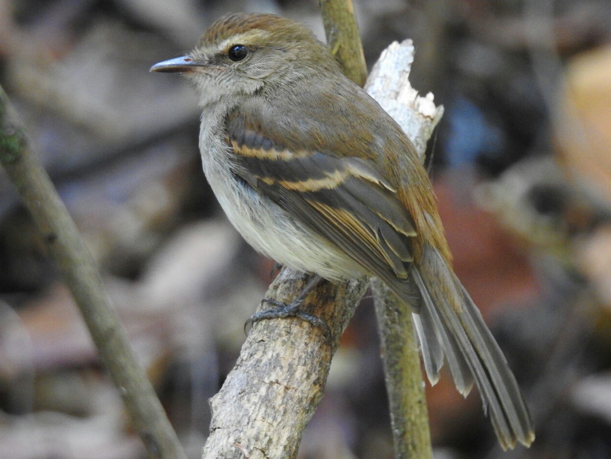Fuscous Flycatcher - eBird