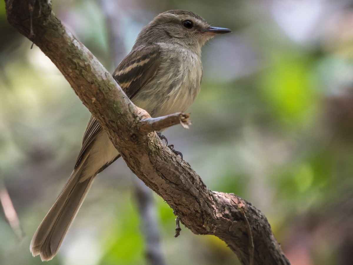 Fuscous Flycatcher - Cnemotriccus fuscatus - Birds of the World