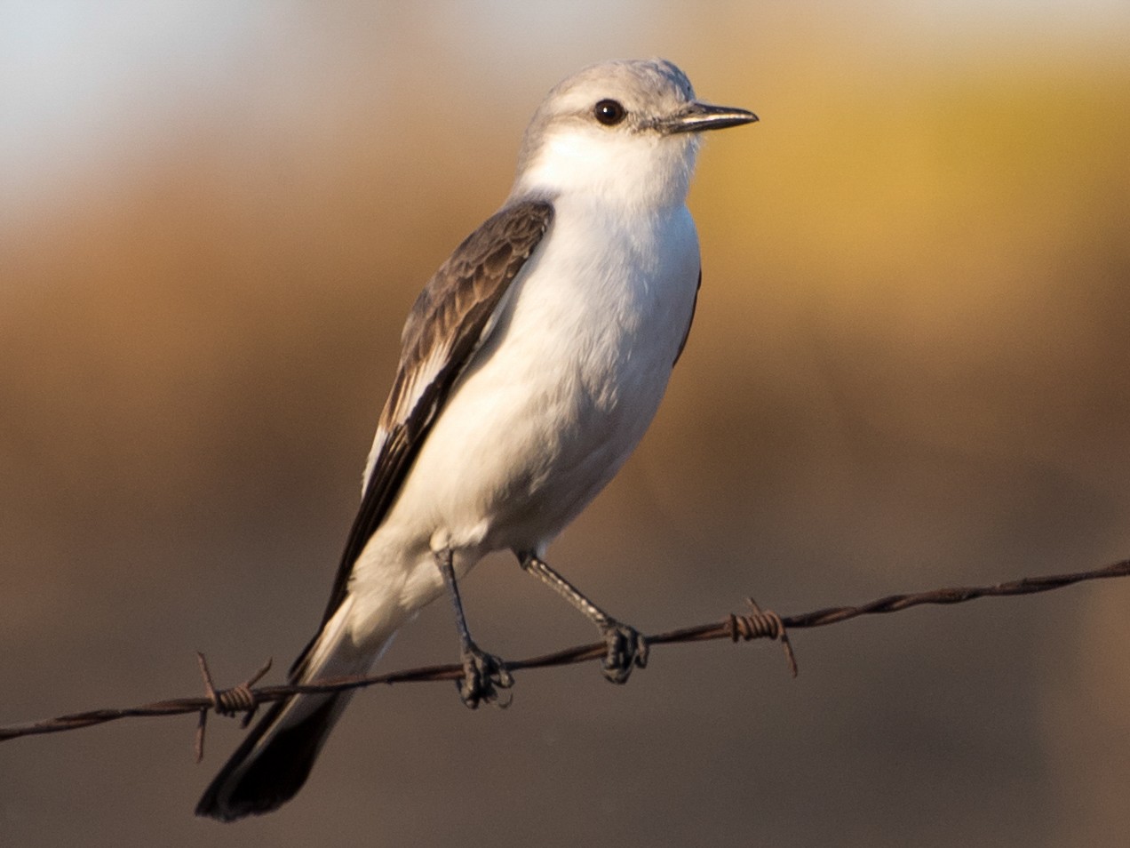 White-rumped Monjita - eBird
