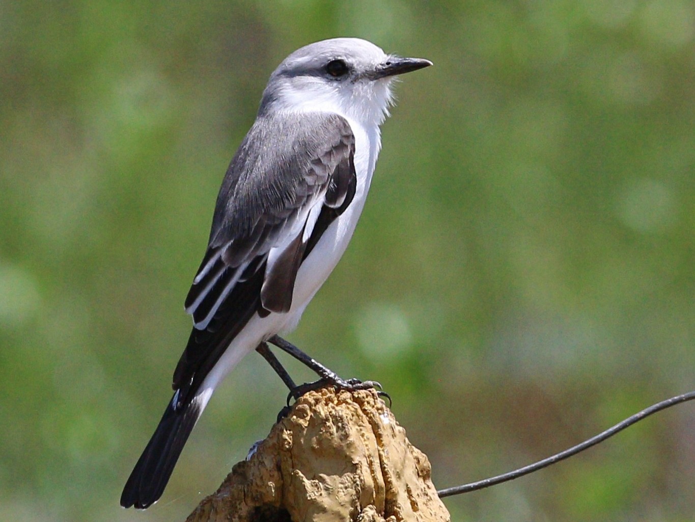 White-rumped Monjita - eBird