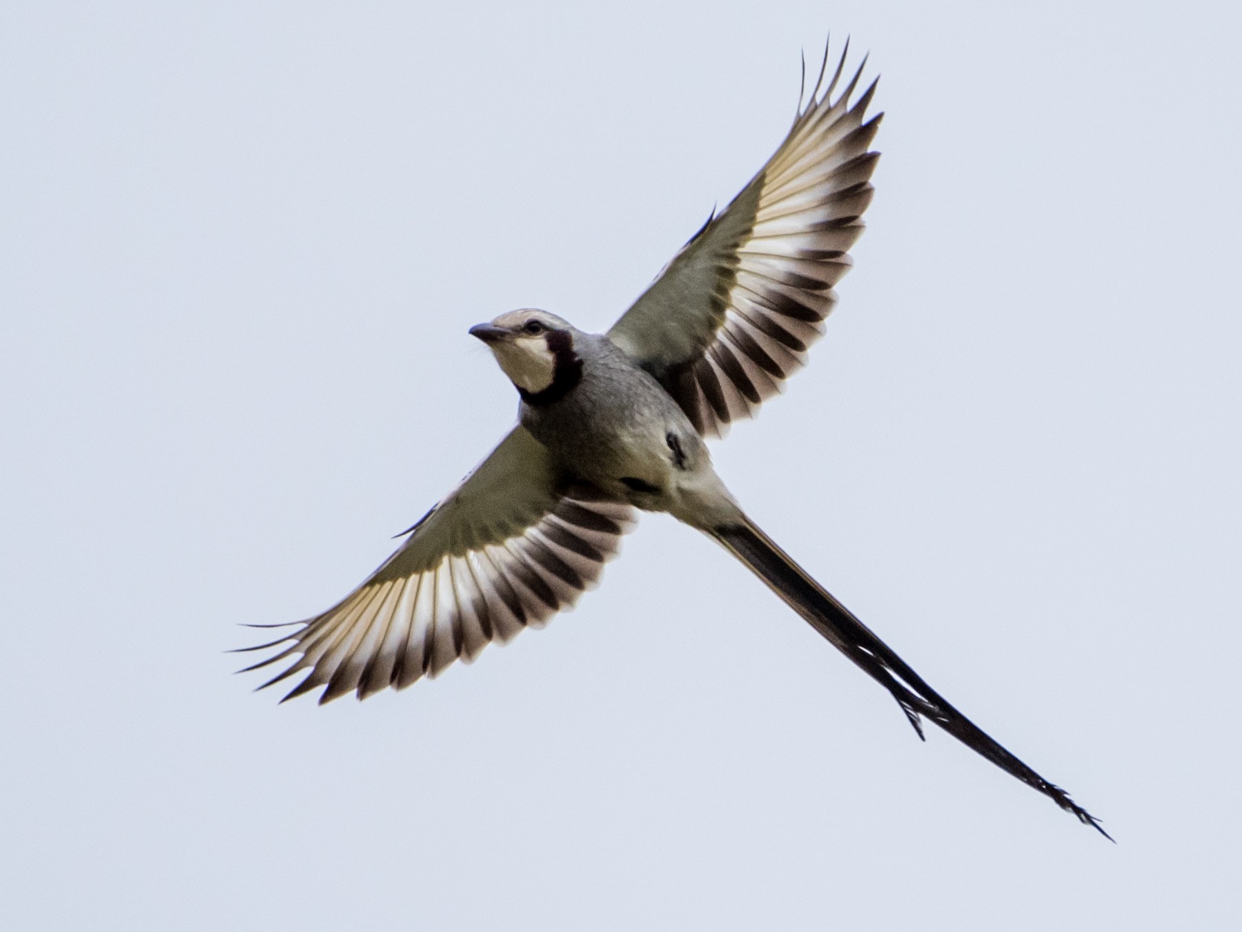 Streamer-tailed Tyrant - eBird