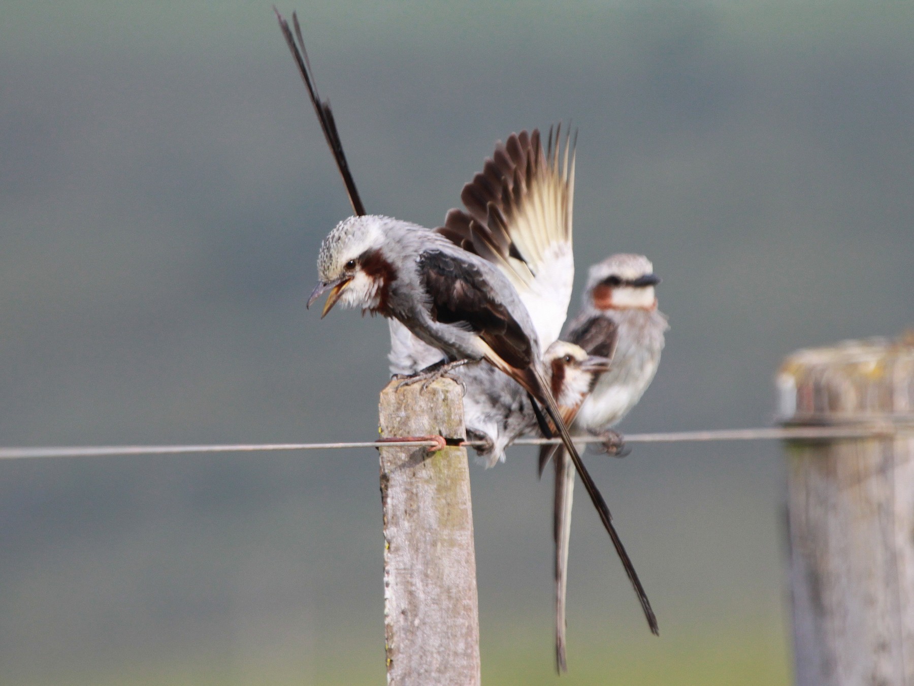 Streamer-tailed Tyrant - eBird