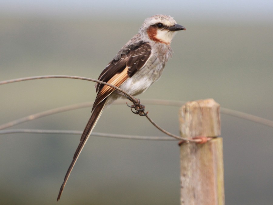Streamer-tailed Tyrant - eBird