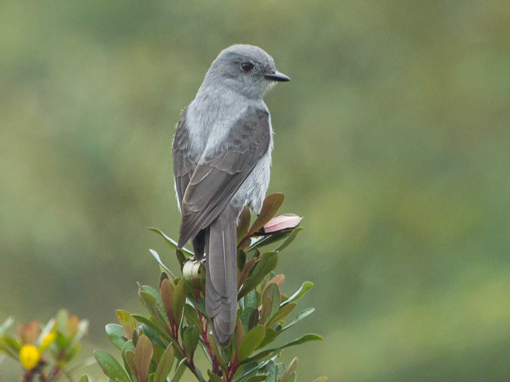 Shear-tailed Gray Tyrant - eBird