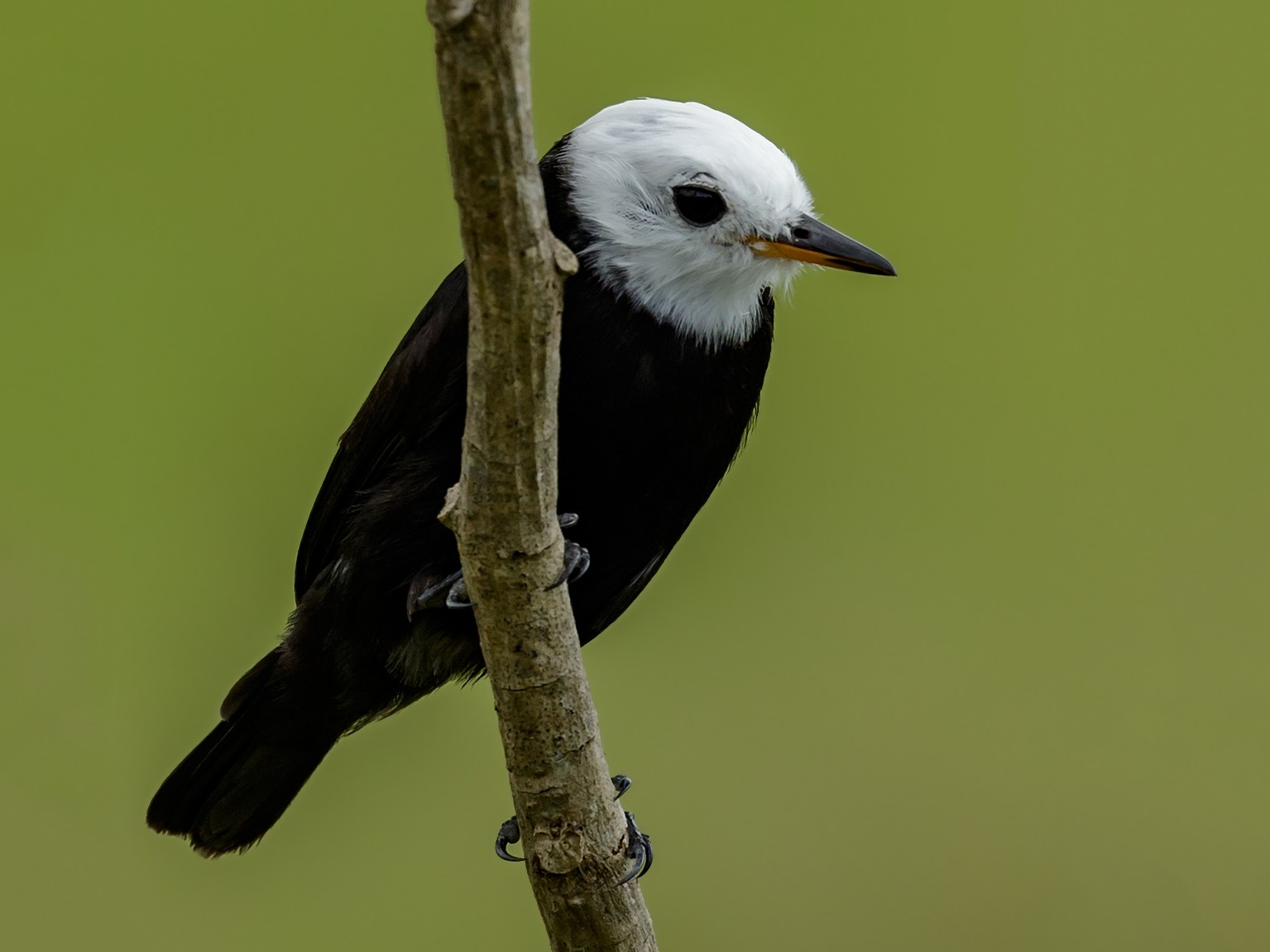 White-headed Marsh Tyrant - eBird