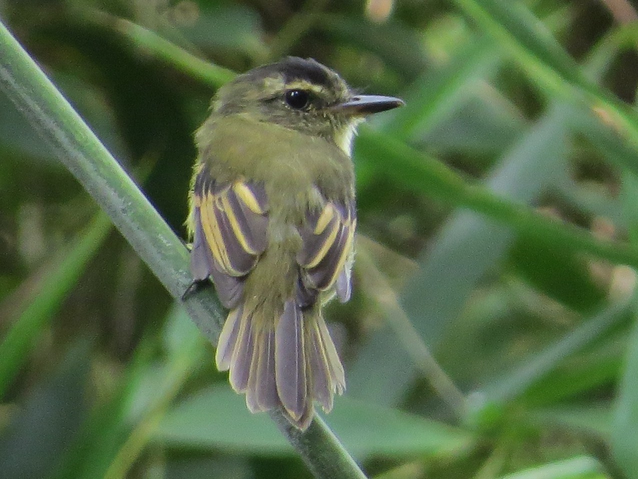 Large-headed Flatbill - eBird